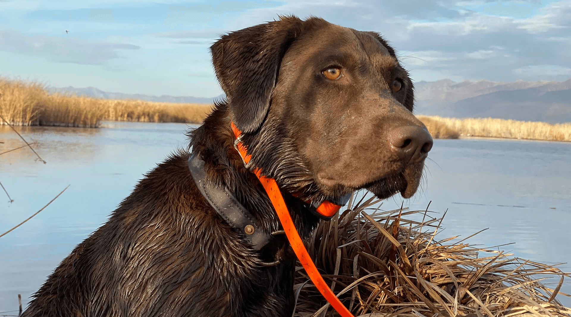 Extreme Dog Fuel – Quality Dog Food for your pet