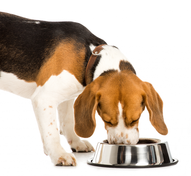 PROFESSIONAL 24-20 FORMULA – Extreme Dog Fuel