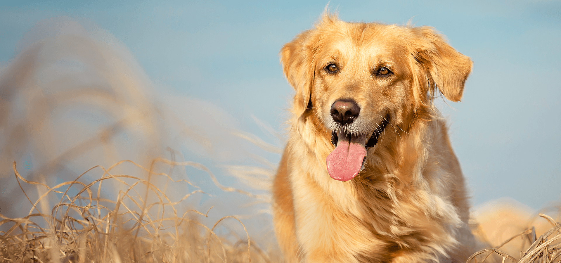 OUR STORY – Extreme Dog Fuel